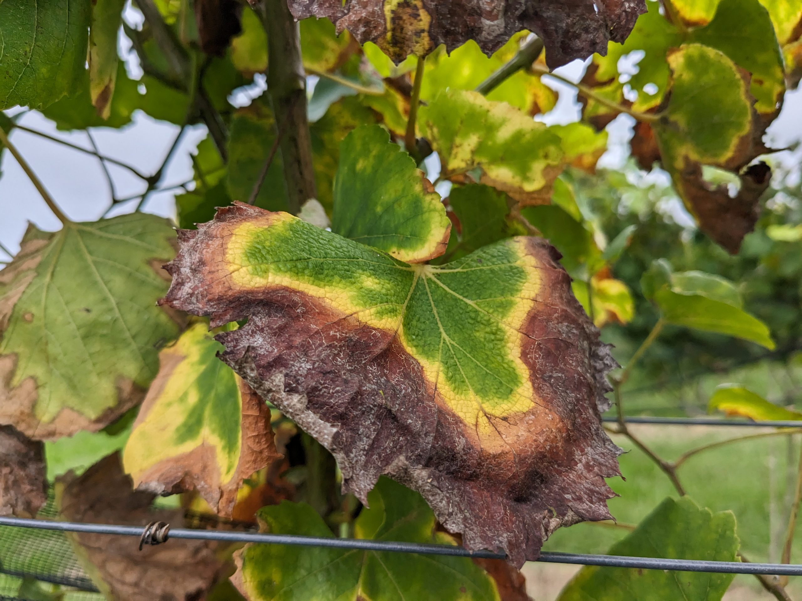 Pierce’s Disease – Nita lab