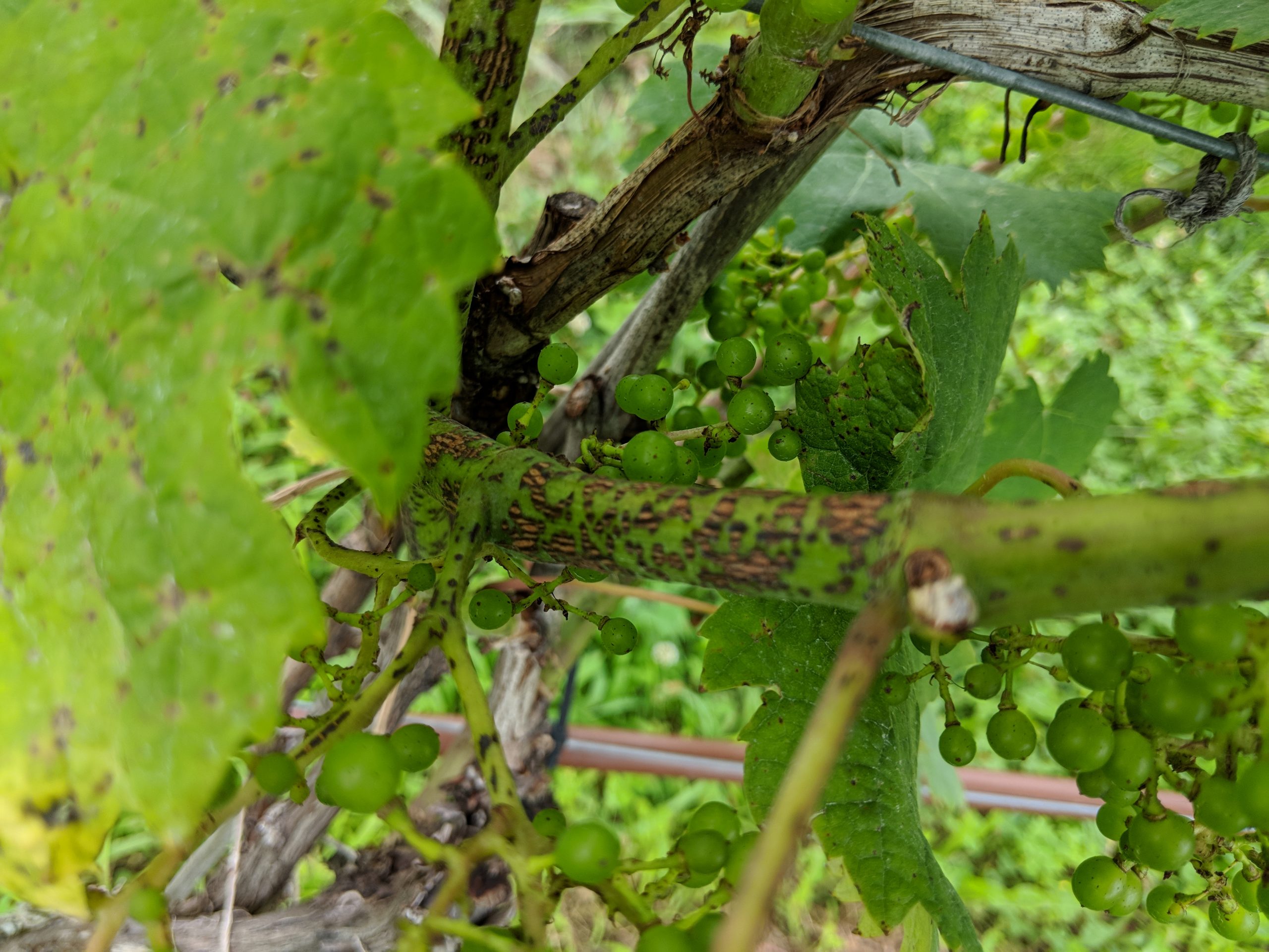 Shoot Symptoms – Nita lab