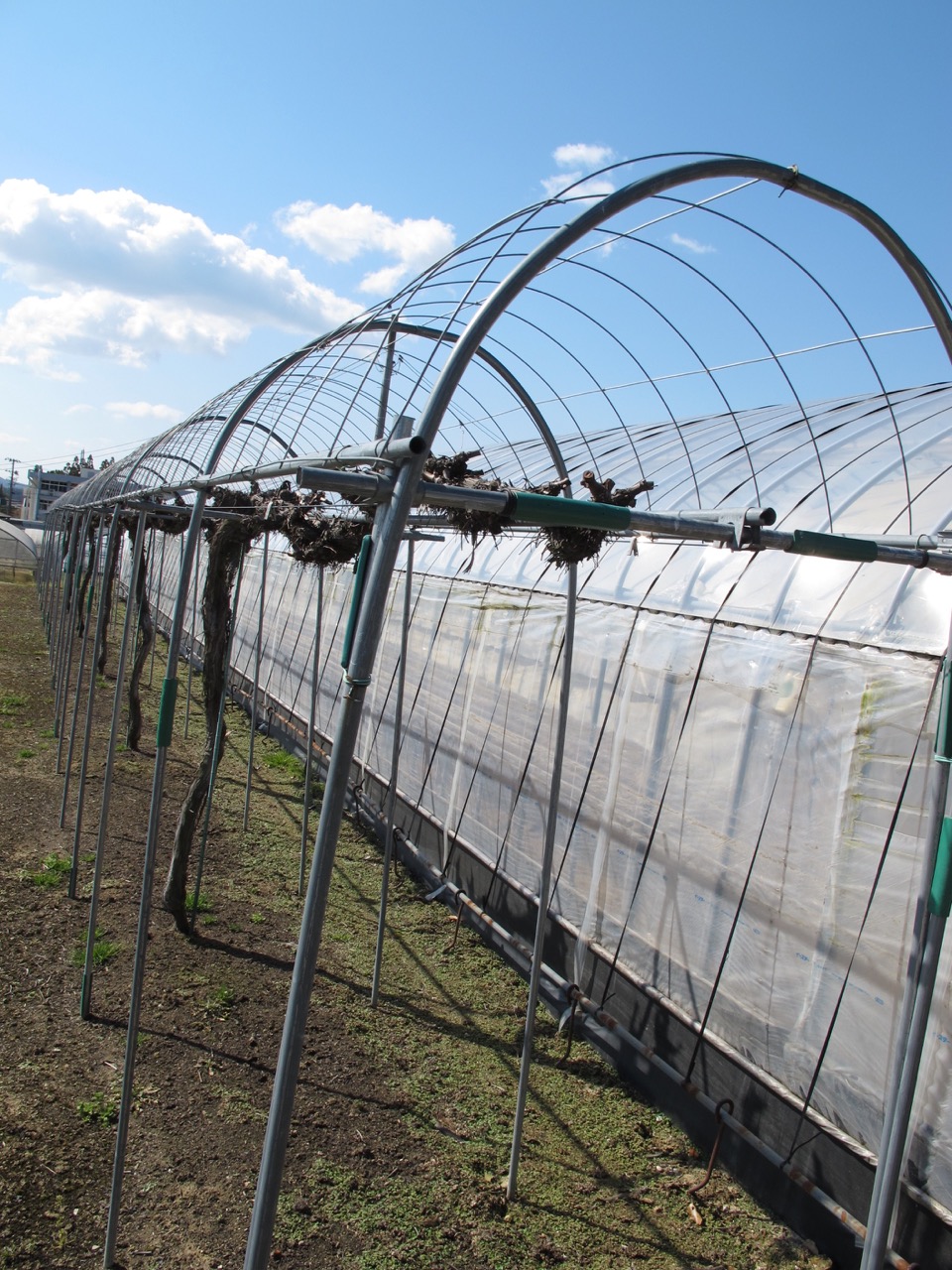 Grape vine and cluster cover examples – Nita lab