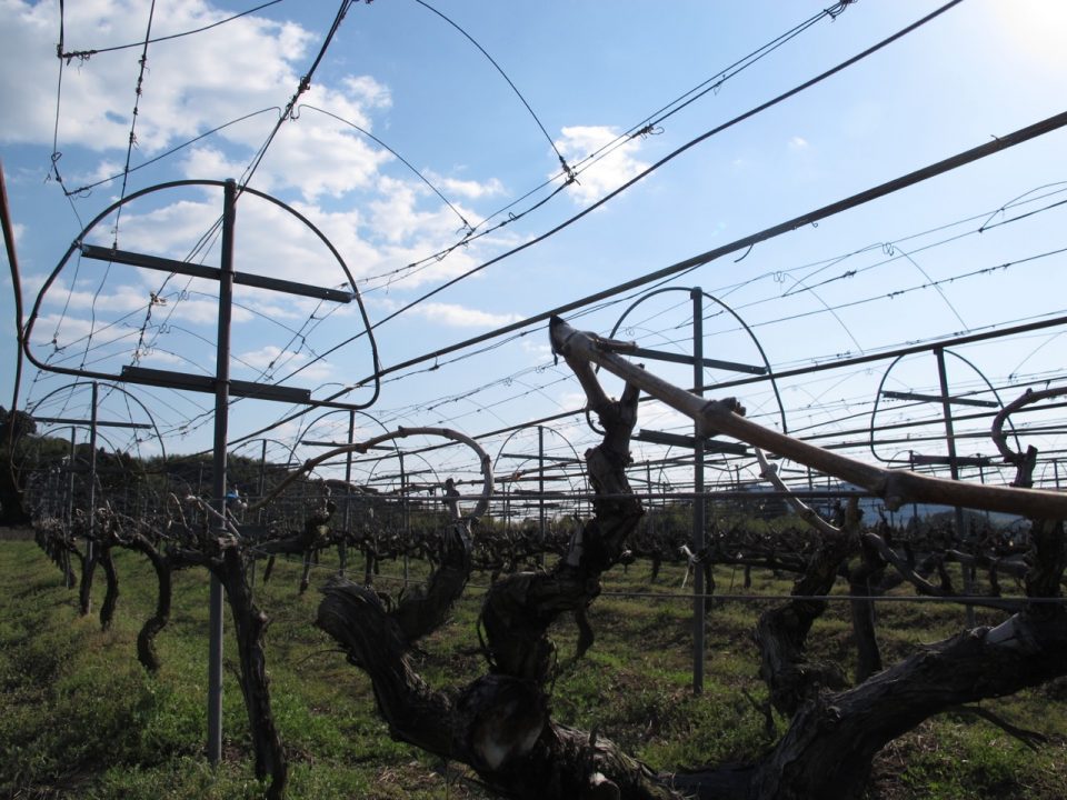 Grape vine and cluster cover examples – Nita lab