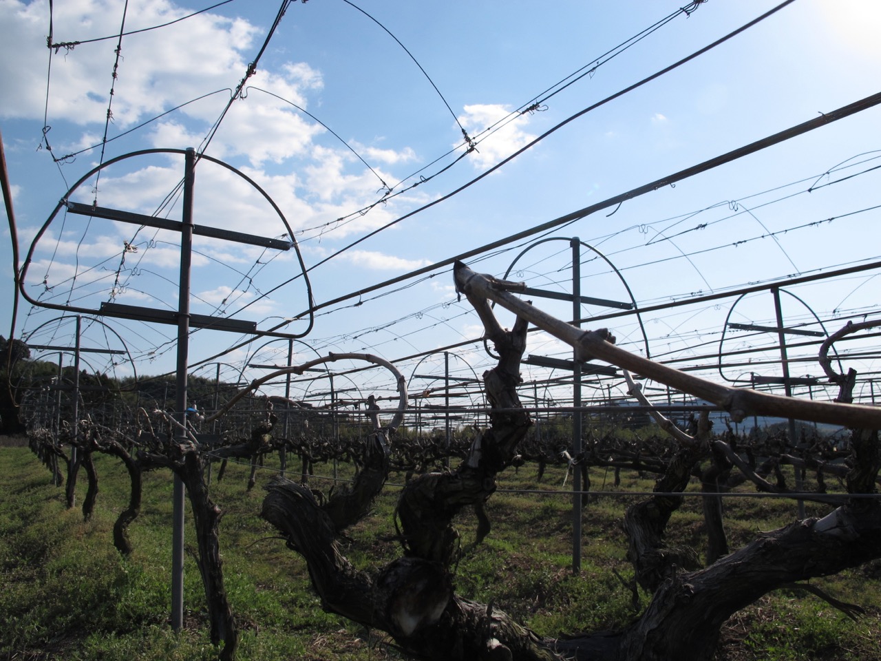 Grape vine and cluster cover examples – Nita lab