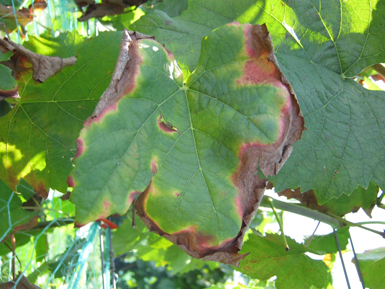 Select a foliar symptom – Nita lab