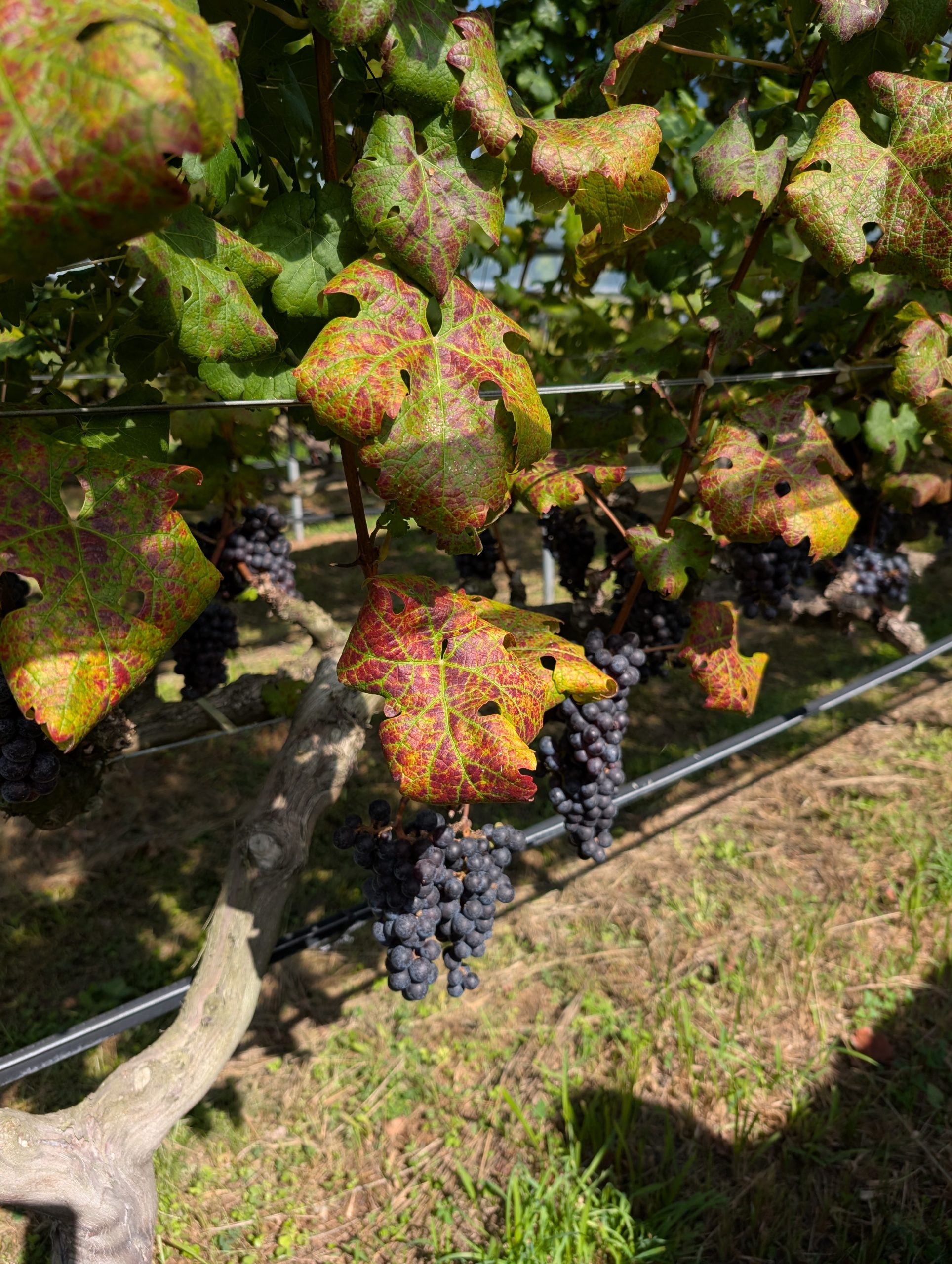 Cupped leaves – other causes – Nita lab