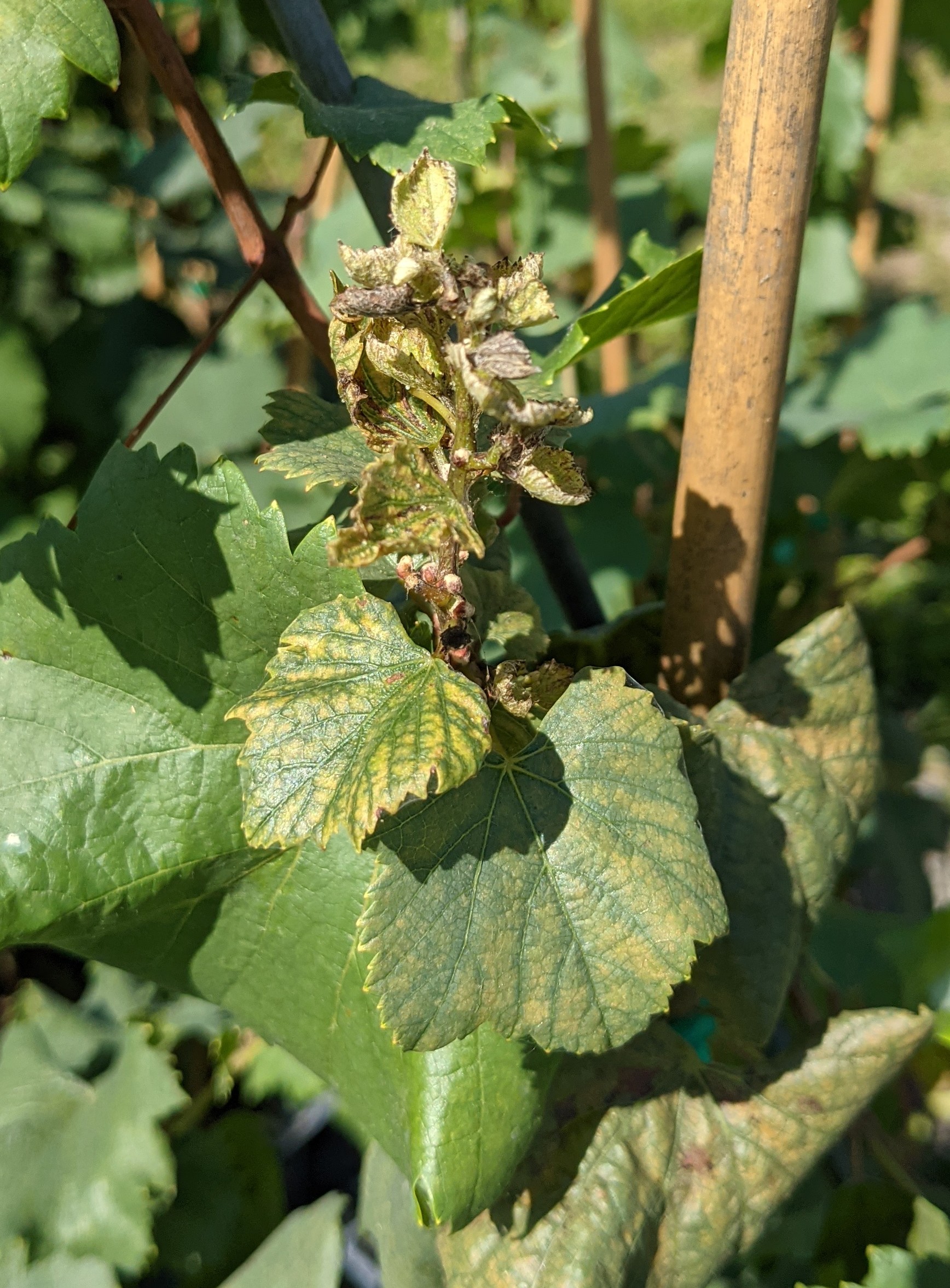 Cupped leaves – other causes – Nita lab