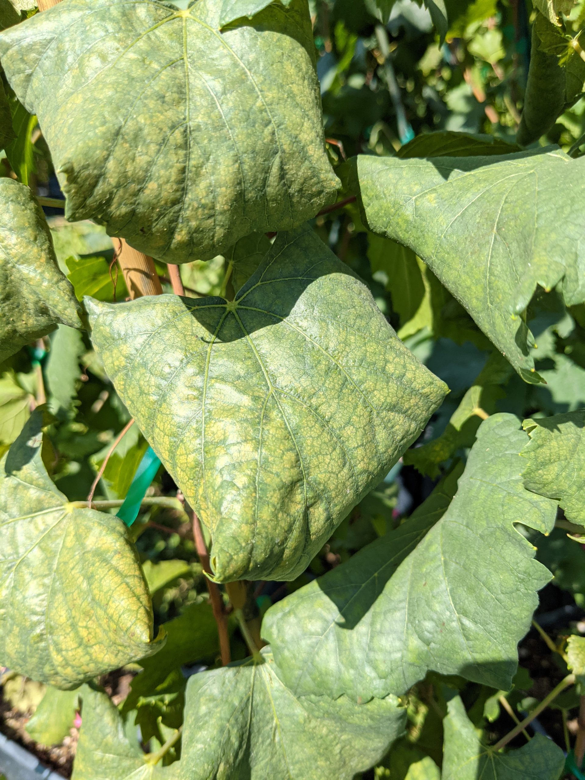 Cupped leaves – other causes – Nita lab