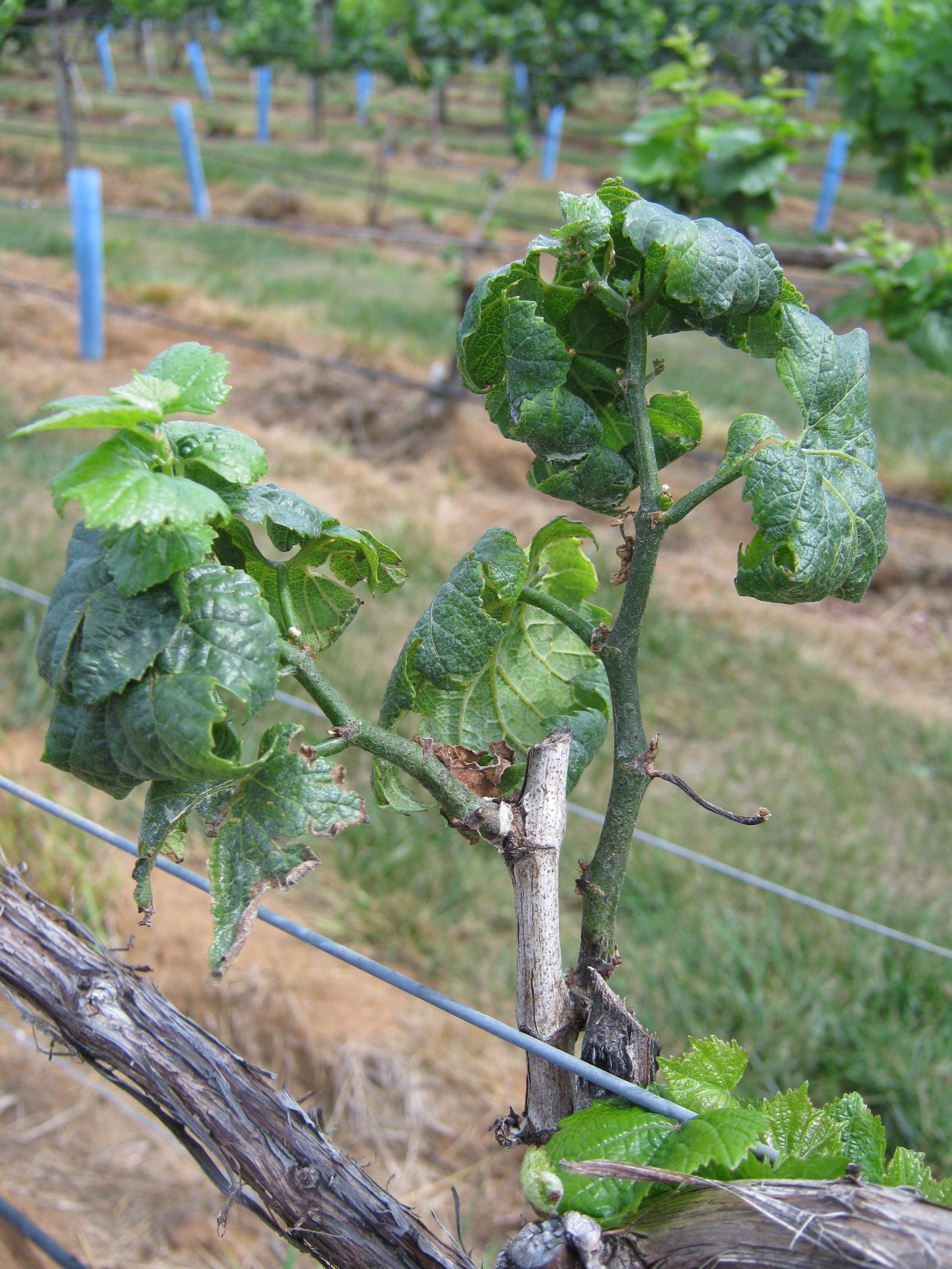 Cupped leaves – other causes – Nita lab
