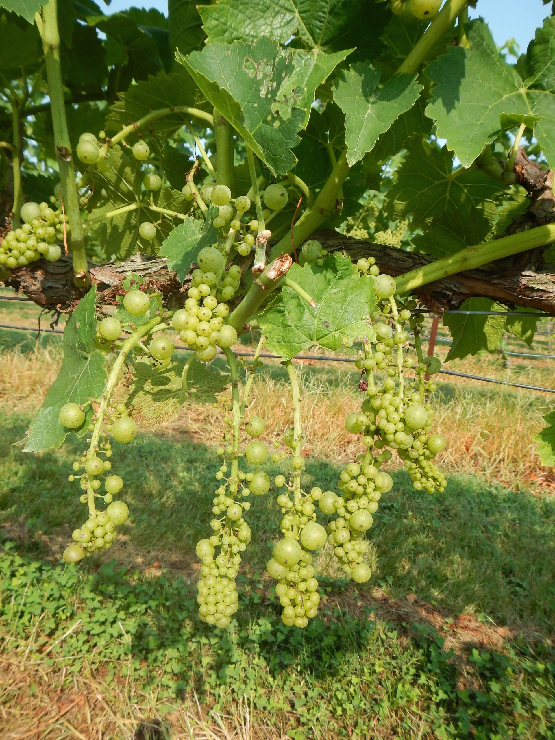 Abiotic and biotic factors that cause irregular fruit set – Nita lab