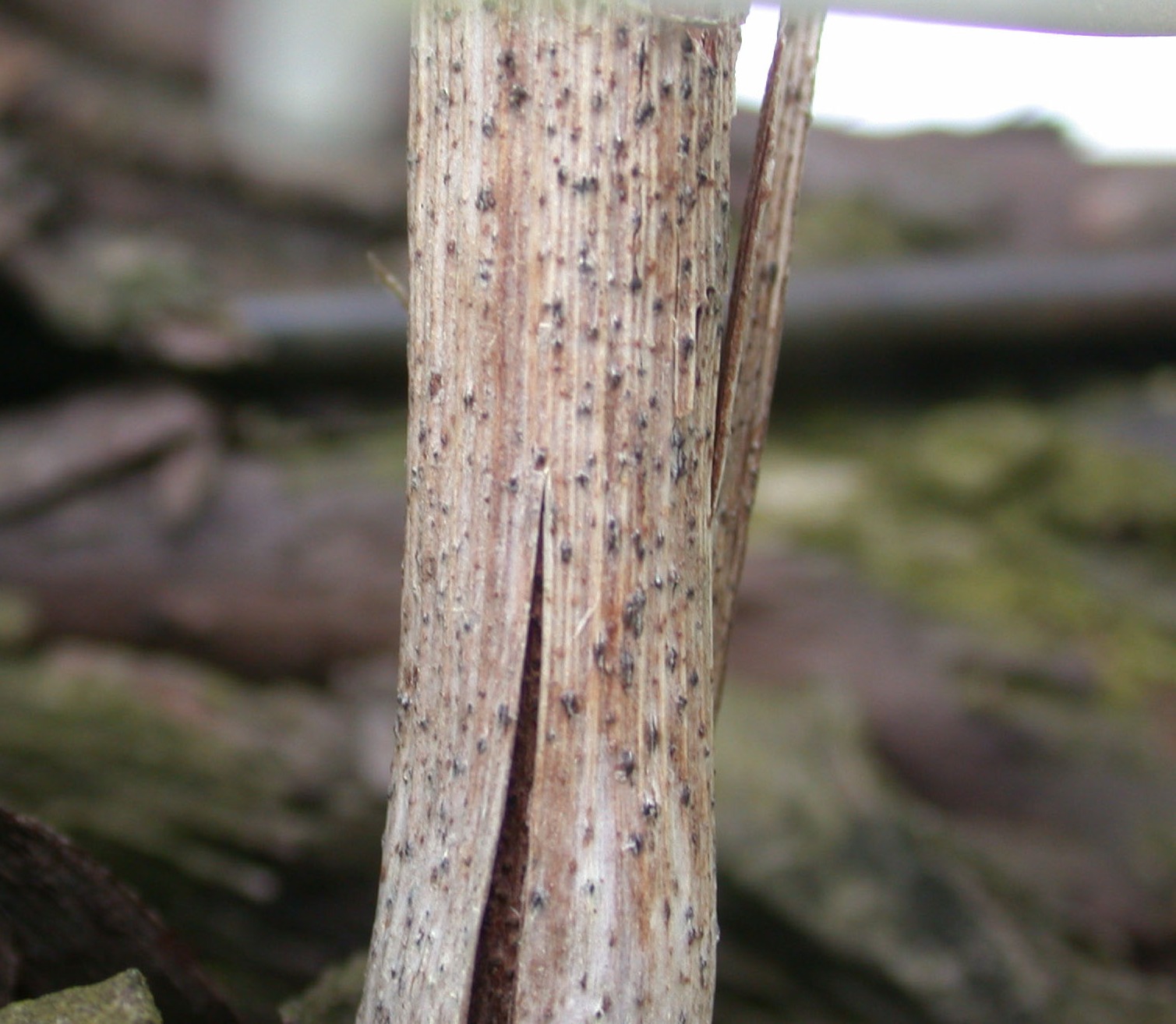 Do you also have these symptoms? – Nita lab