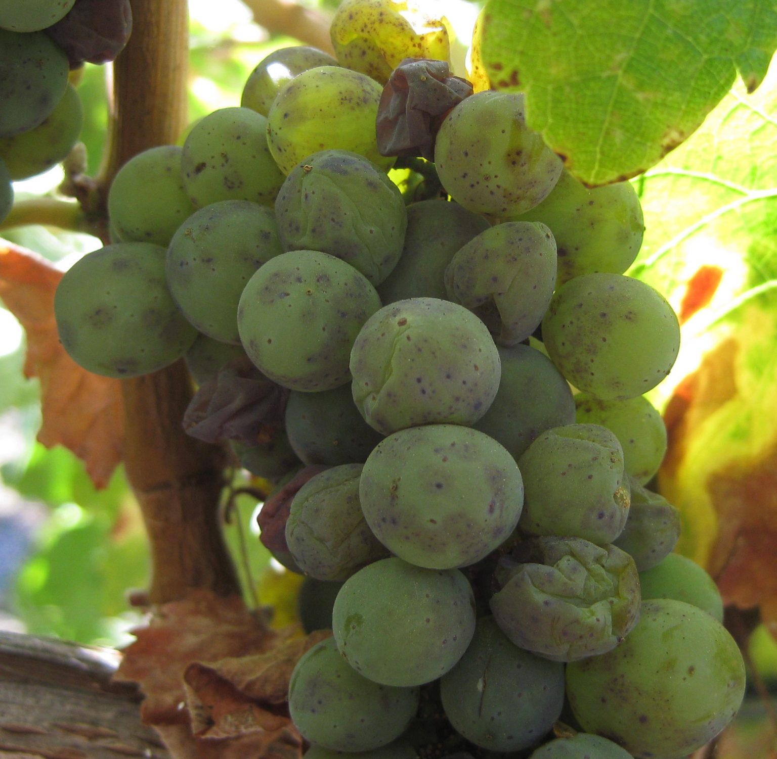 FruitSpots – Nita lab