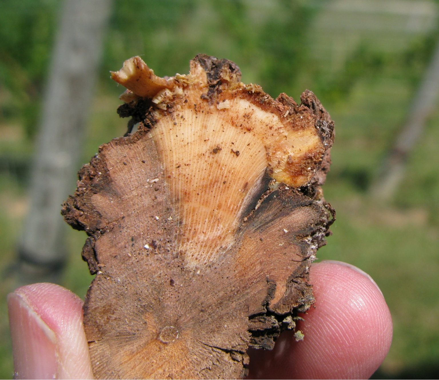 Galls and tumors – Nita lab