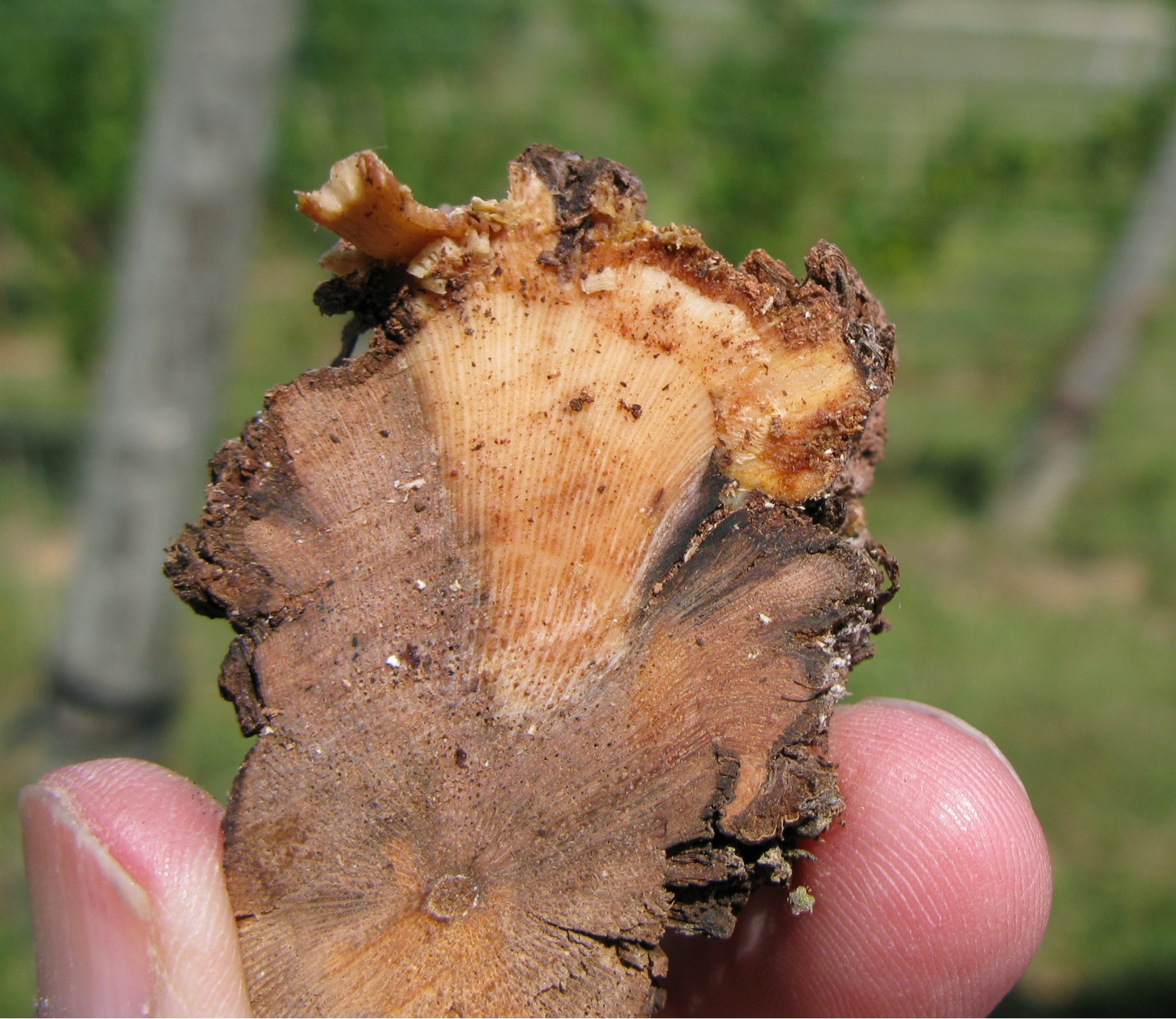 Galls and tumors – Nita lab