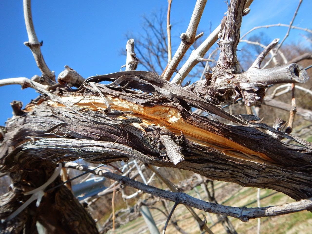 Factors that cause discoloration on trunk – Nita lab