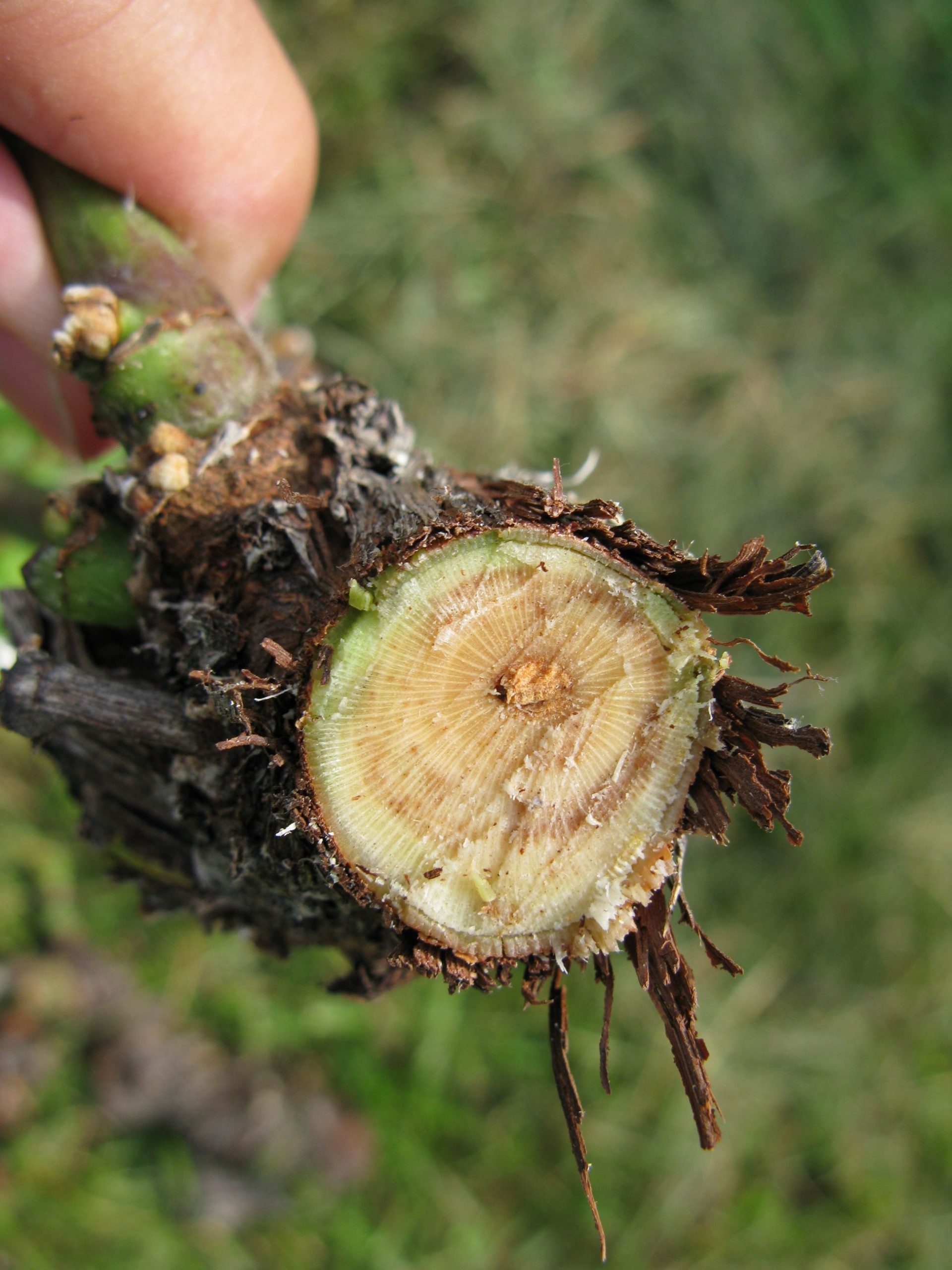 Bot canker – Nita lab