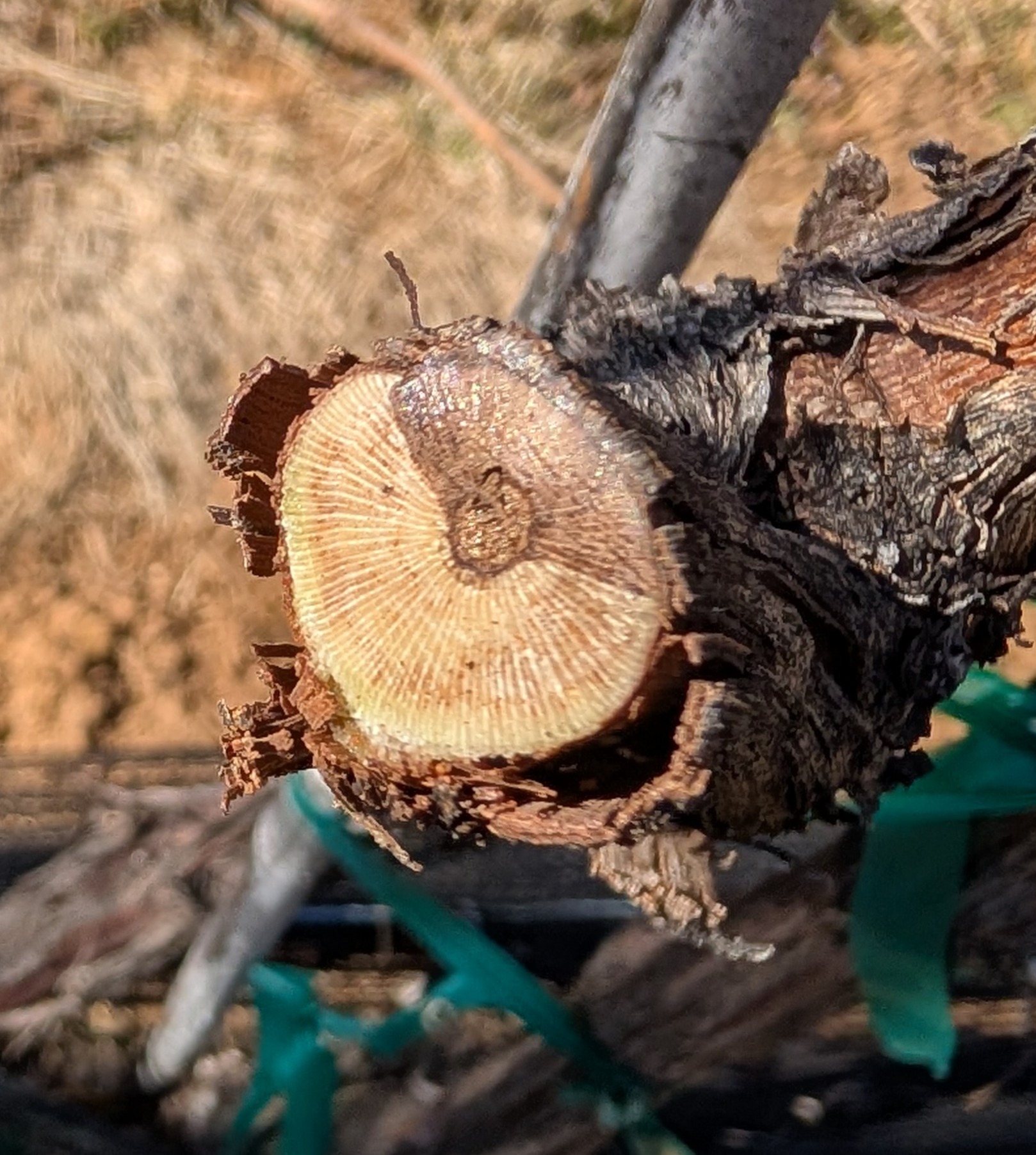 Trunk symptoms – Nita lab