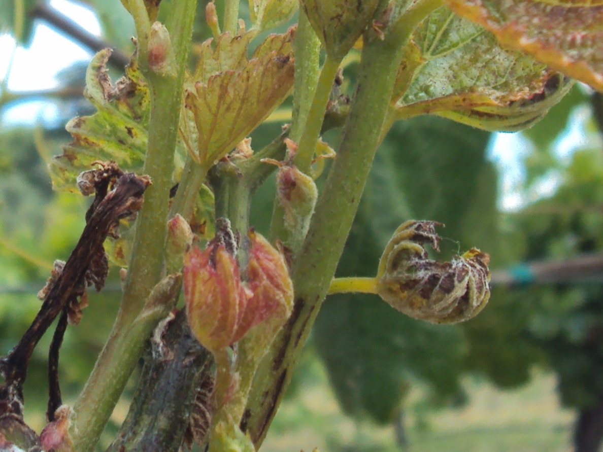 Stunted shoots with cupped leaves? – Nita lab