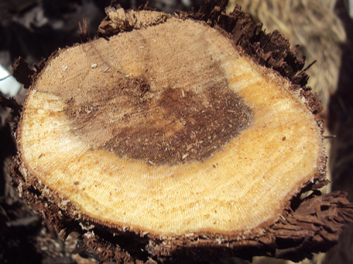 Canker, but no leaf, shoot, or berry symptoms – Nita lab