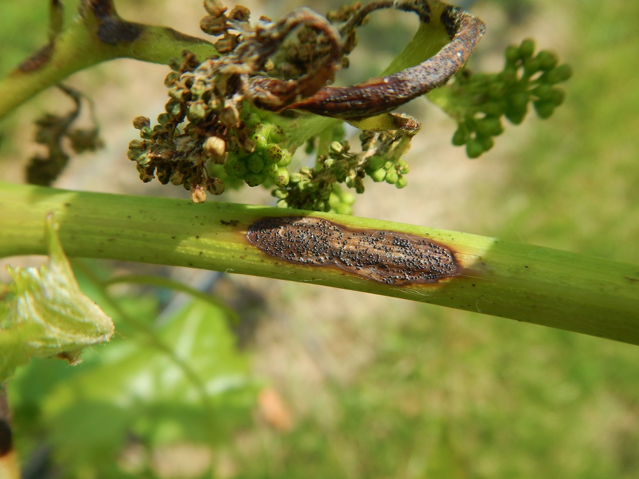Other factors may cause black lesions on shoots – Nita lab