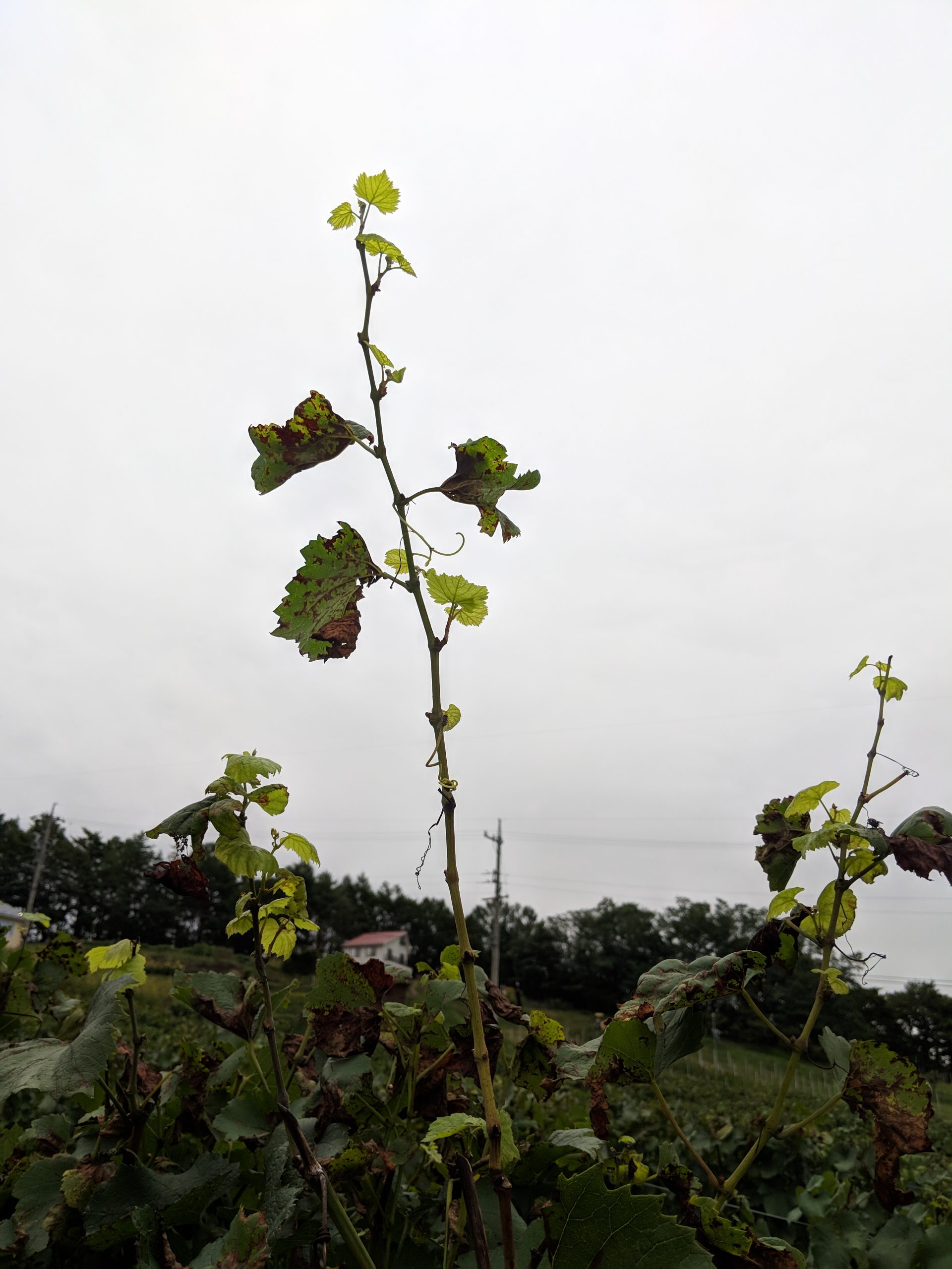 Biotic causes for petiole and shoot damages – Nita lab