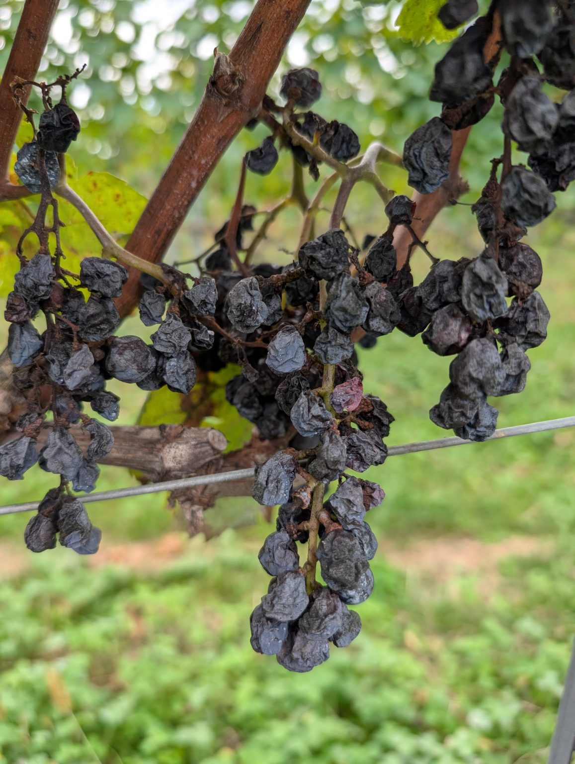 Abiotic and biotic factors causing shriveling or malformation – Nita lab