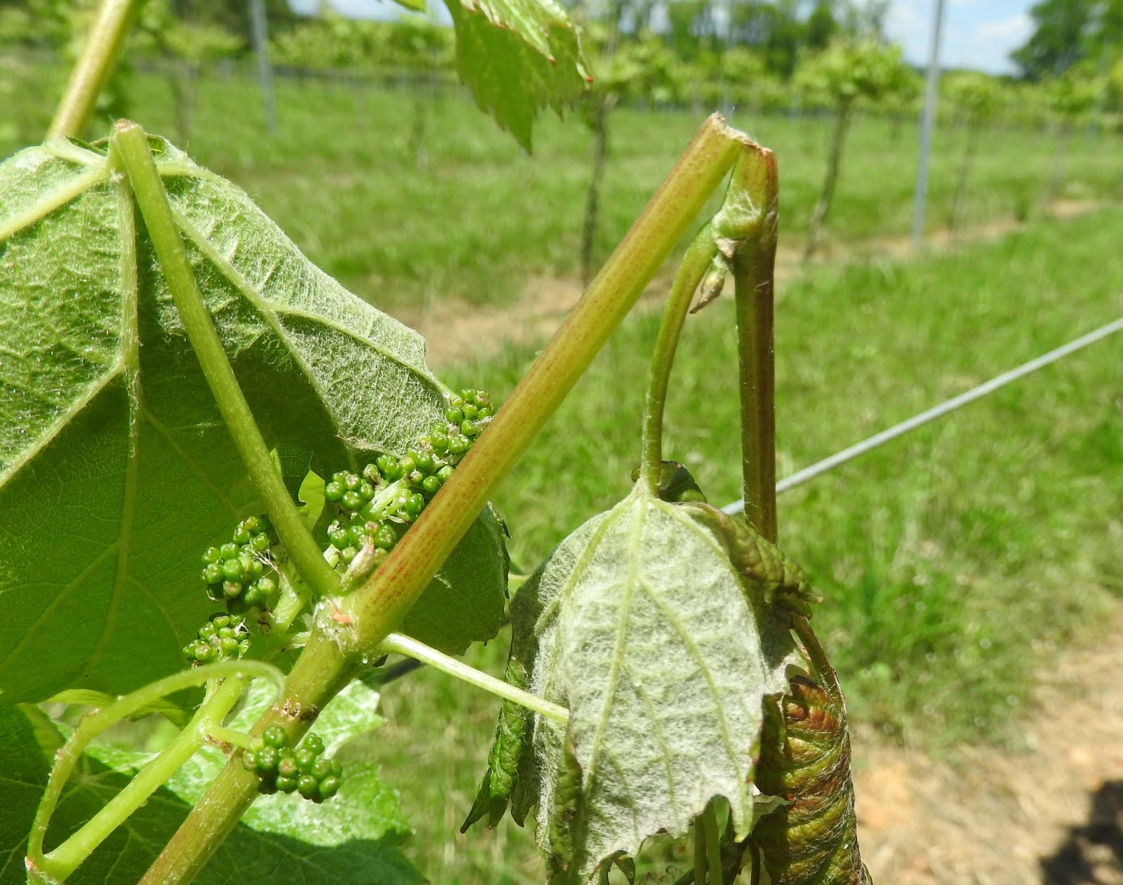 Biotic causes for petiole and shoot damages – Nita lab